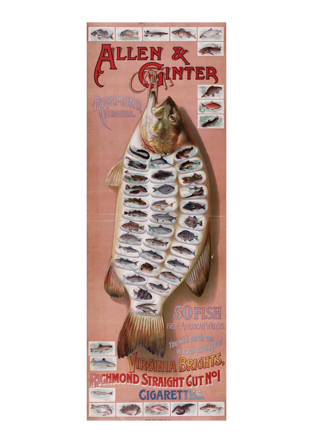 50 Fish from American Waters Cigarette Card — Spiffing Prints