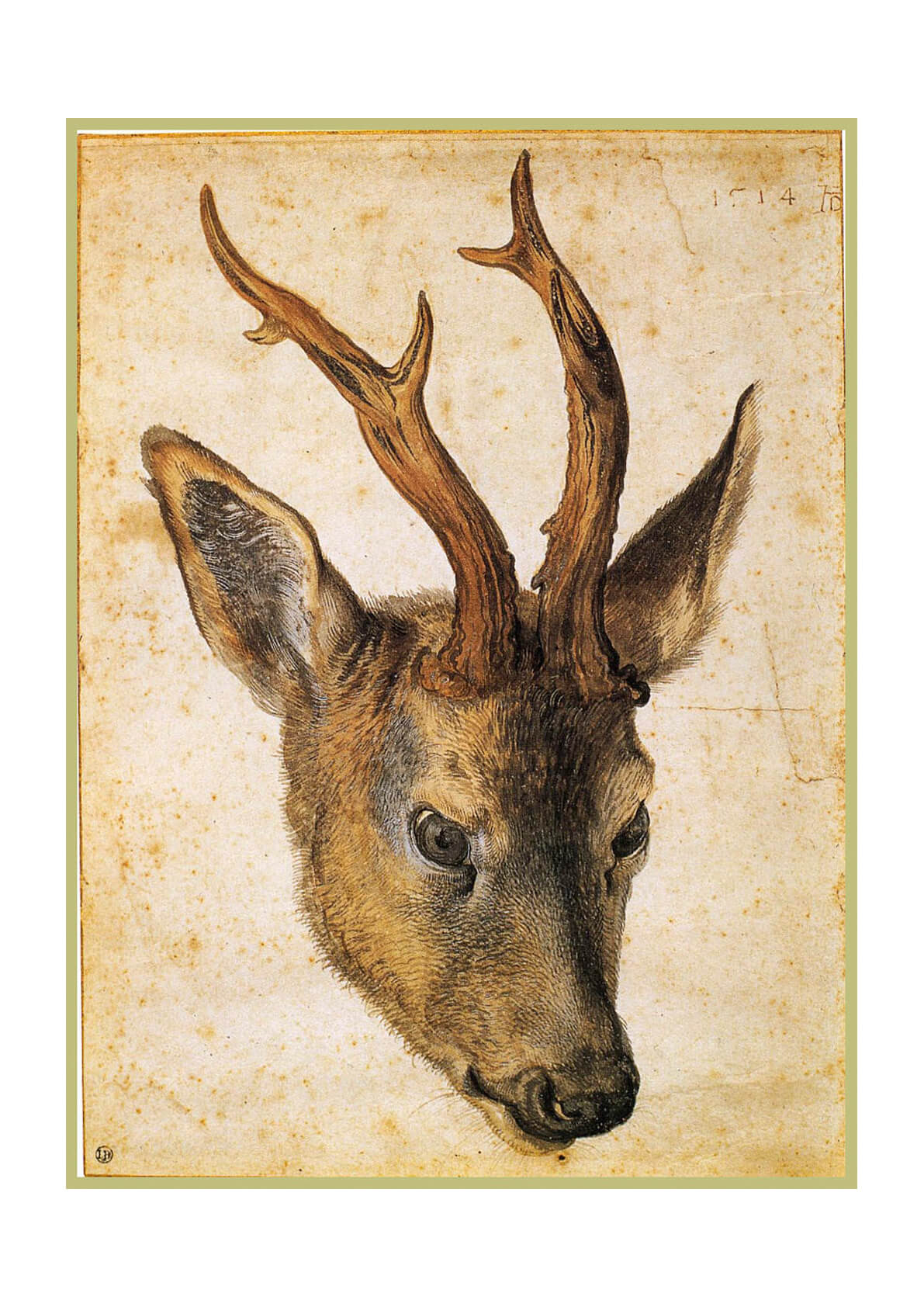 Albrecht Durer - Head of a Stag — Spiffing Prints