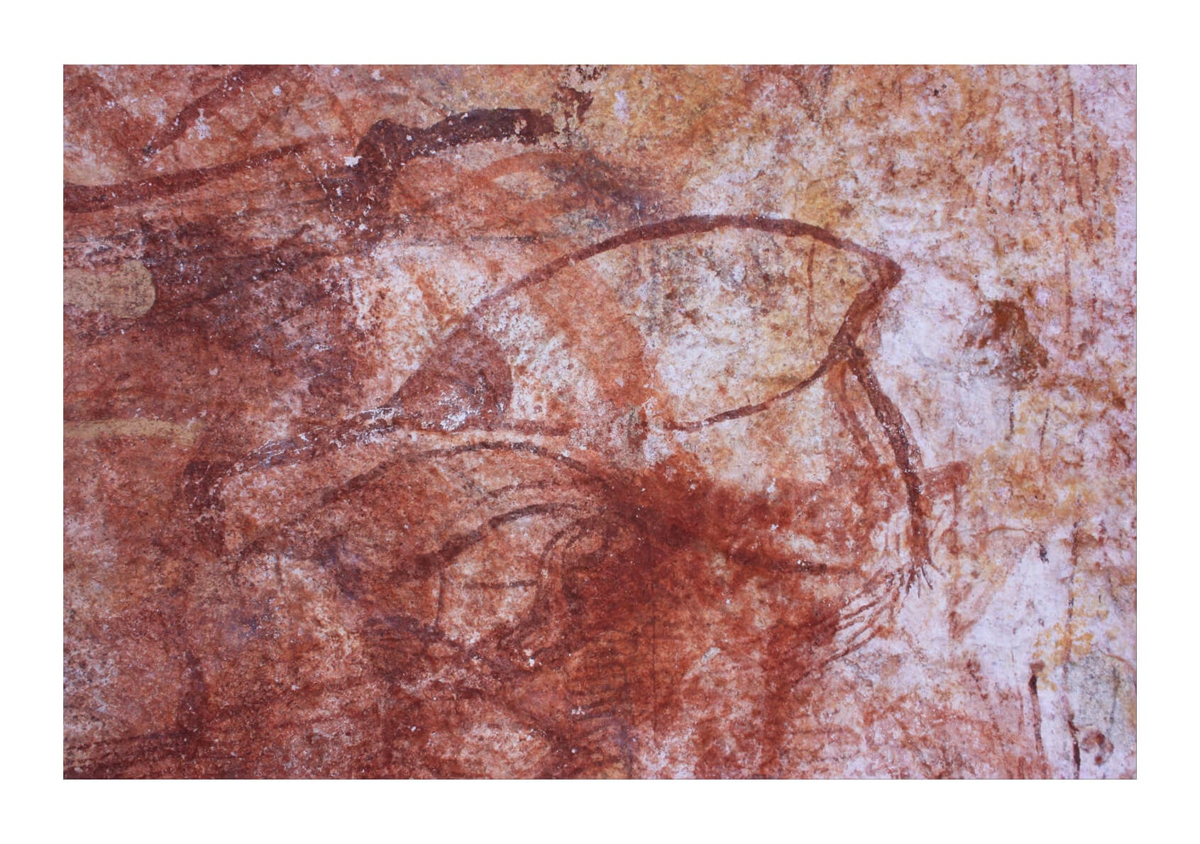 Early X-Ray Bird — Spiffing Prints