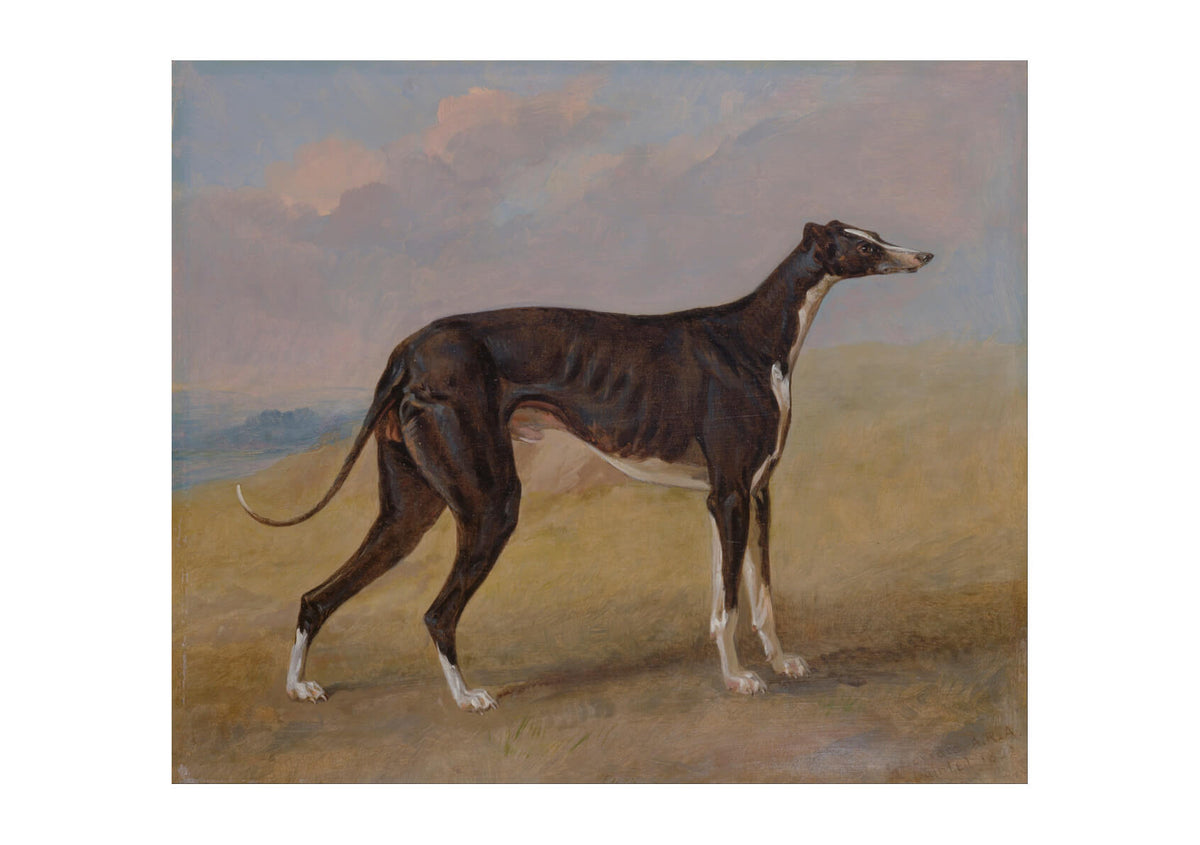 greyhound fox