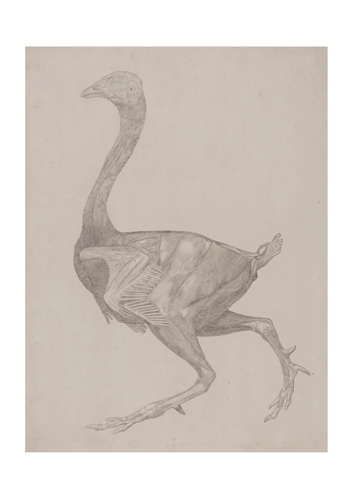 George Stubbs - Anatomical Structure of A Body Bird — Spiffing Prints