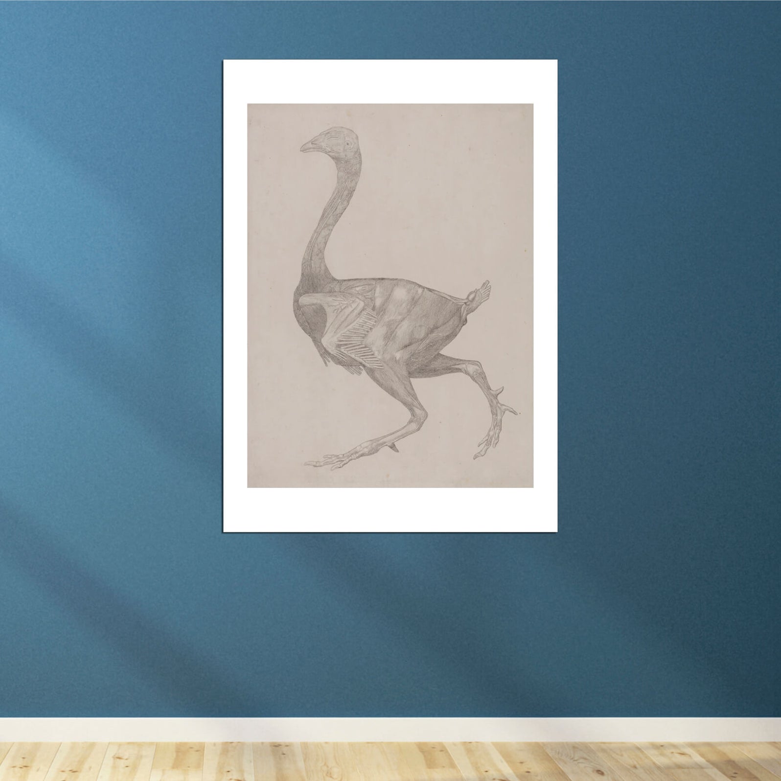 George Stubbs - Anatomical Structure of A Body Bird — Spiffing Prints