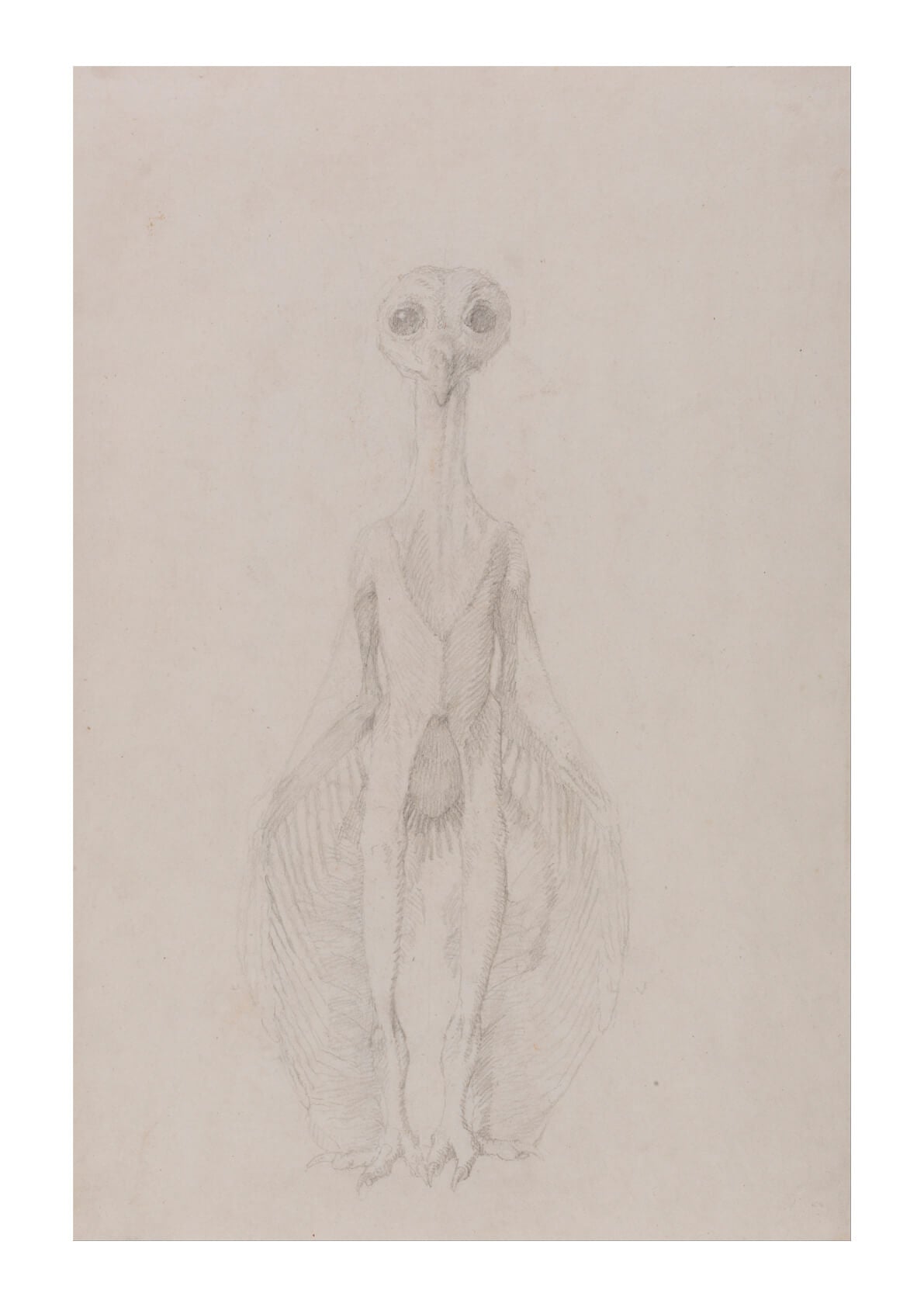George Stubbs - Person Anatomical Structure of A Body — Spiffing Prints