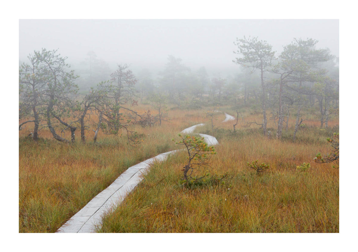 John Everett Millais - Kakerdaja raba laudtee udus — Spiffing Prints