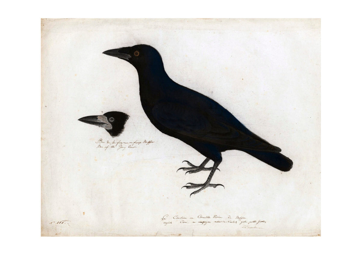 John James Audubon - English Crow — Spiffing Prints