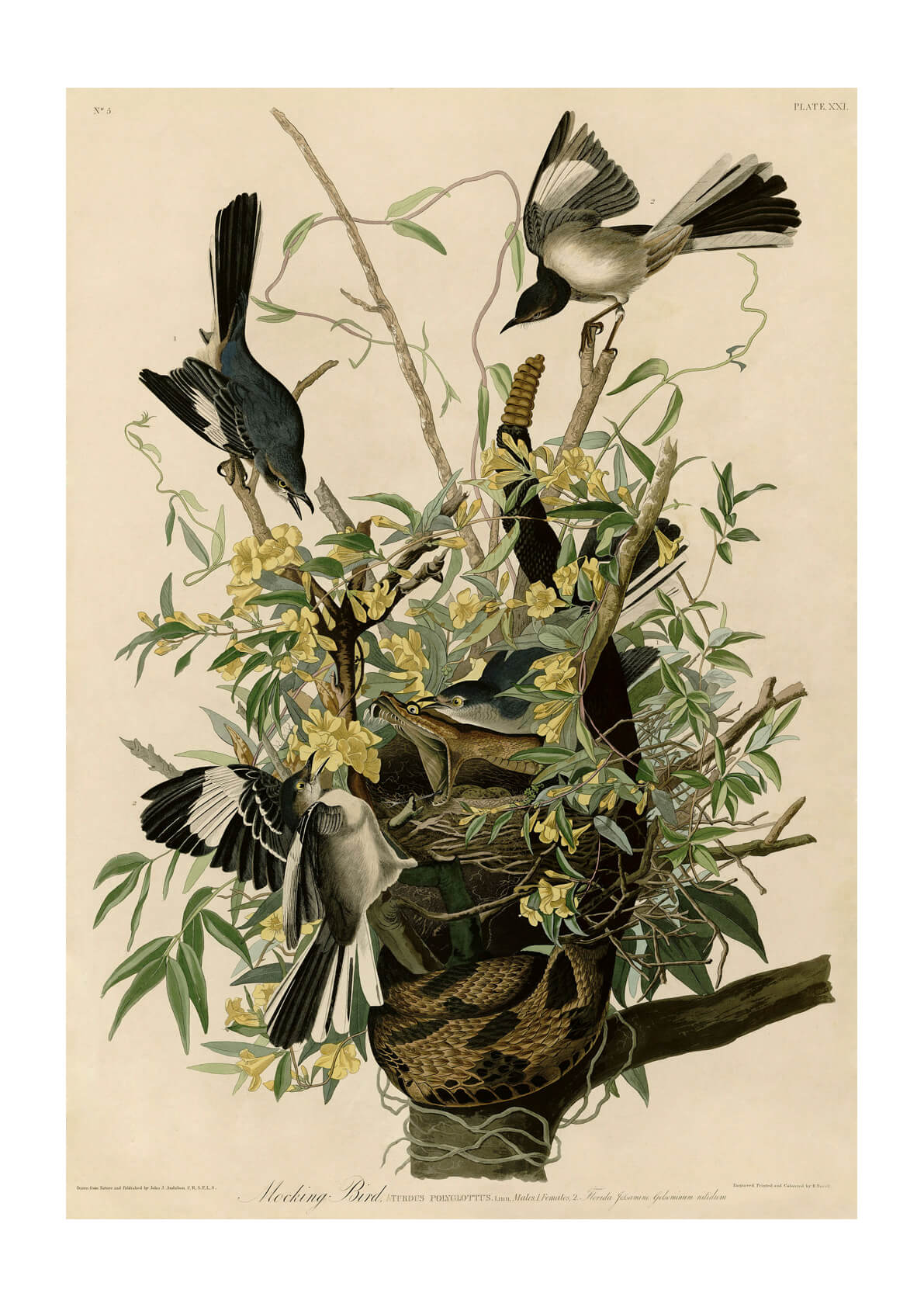 John James Audubon - Mocking Bird — Spiffing Prints