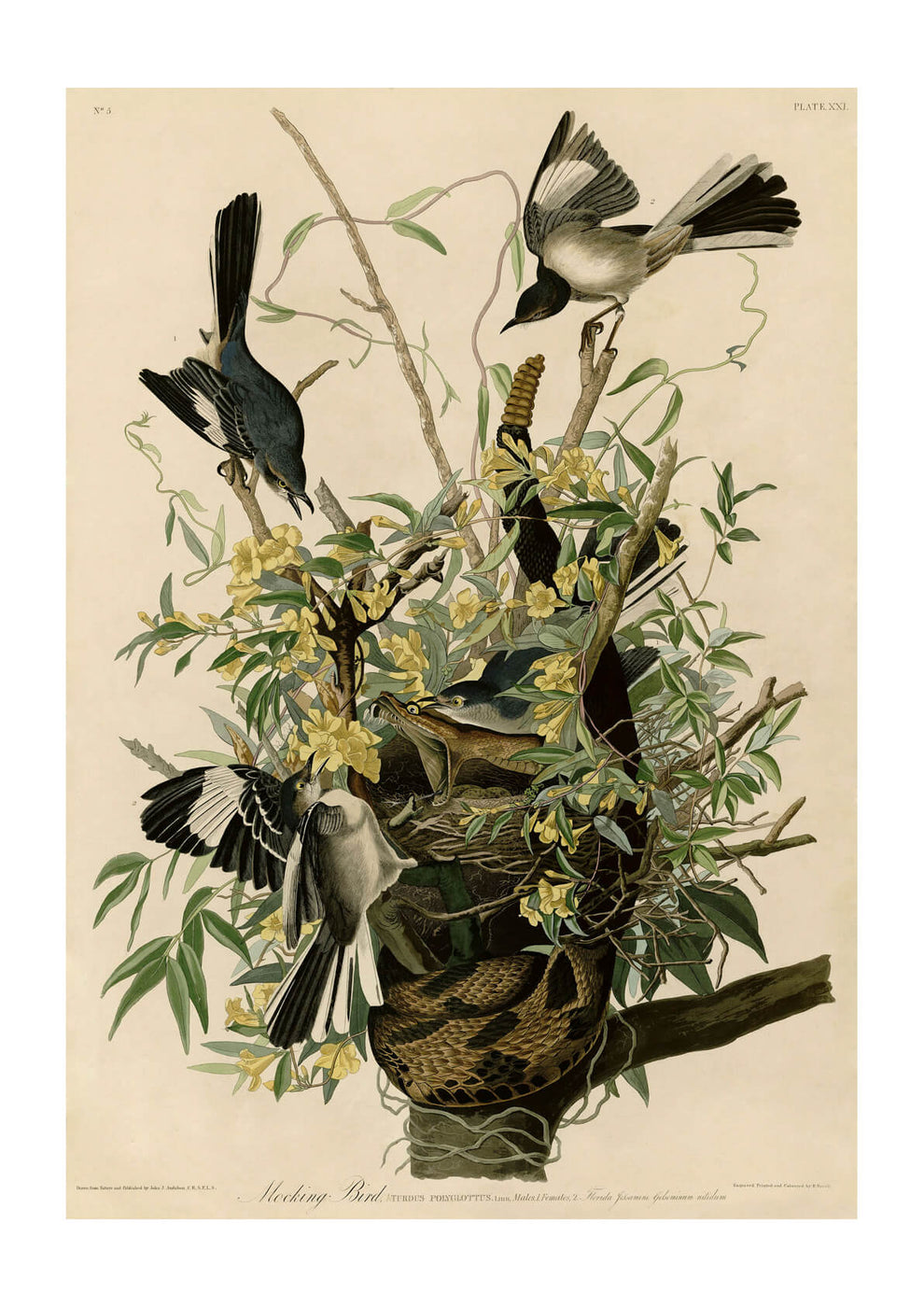 John James Audubon - Mocking Bird — Spiffing Prints